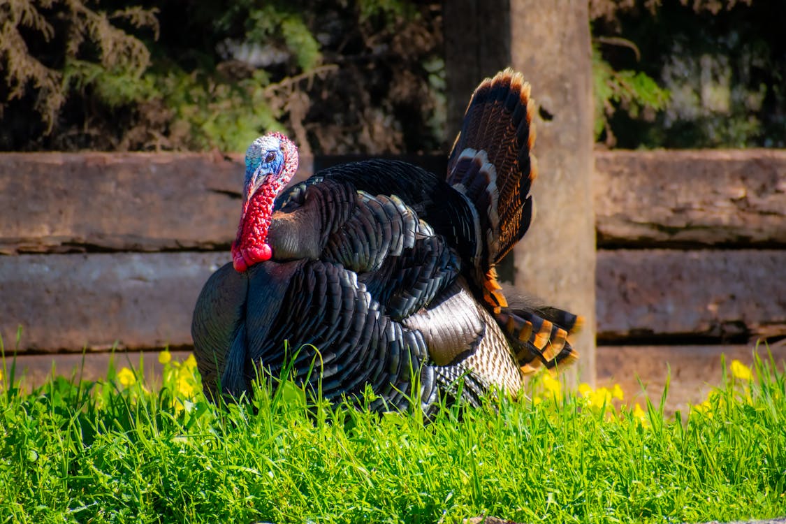Disney World Turkey Legs: The Juicy Truth
